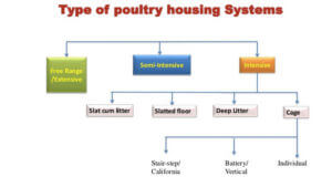 Global Poultry Industry: A Market Analysis | Pixelsutra